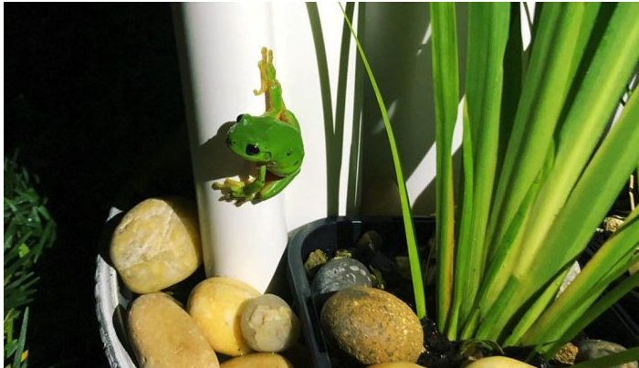 Build a Hotel for Frogs, a Home for Toads, and a "Wildlife Stack ...